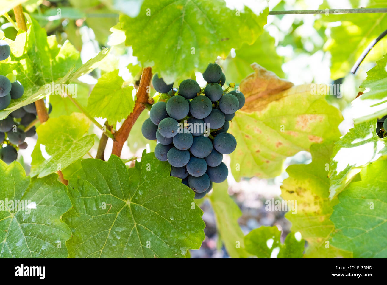 Grapes in the Douro Valley, Portugal. These grapes are uses for the ...