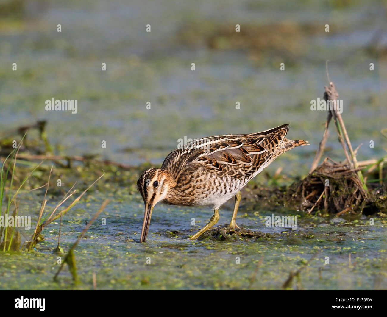 Common snipe, Gallinago gallinago, Single bird in water, Hungary ...