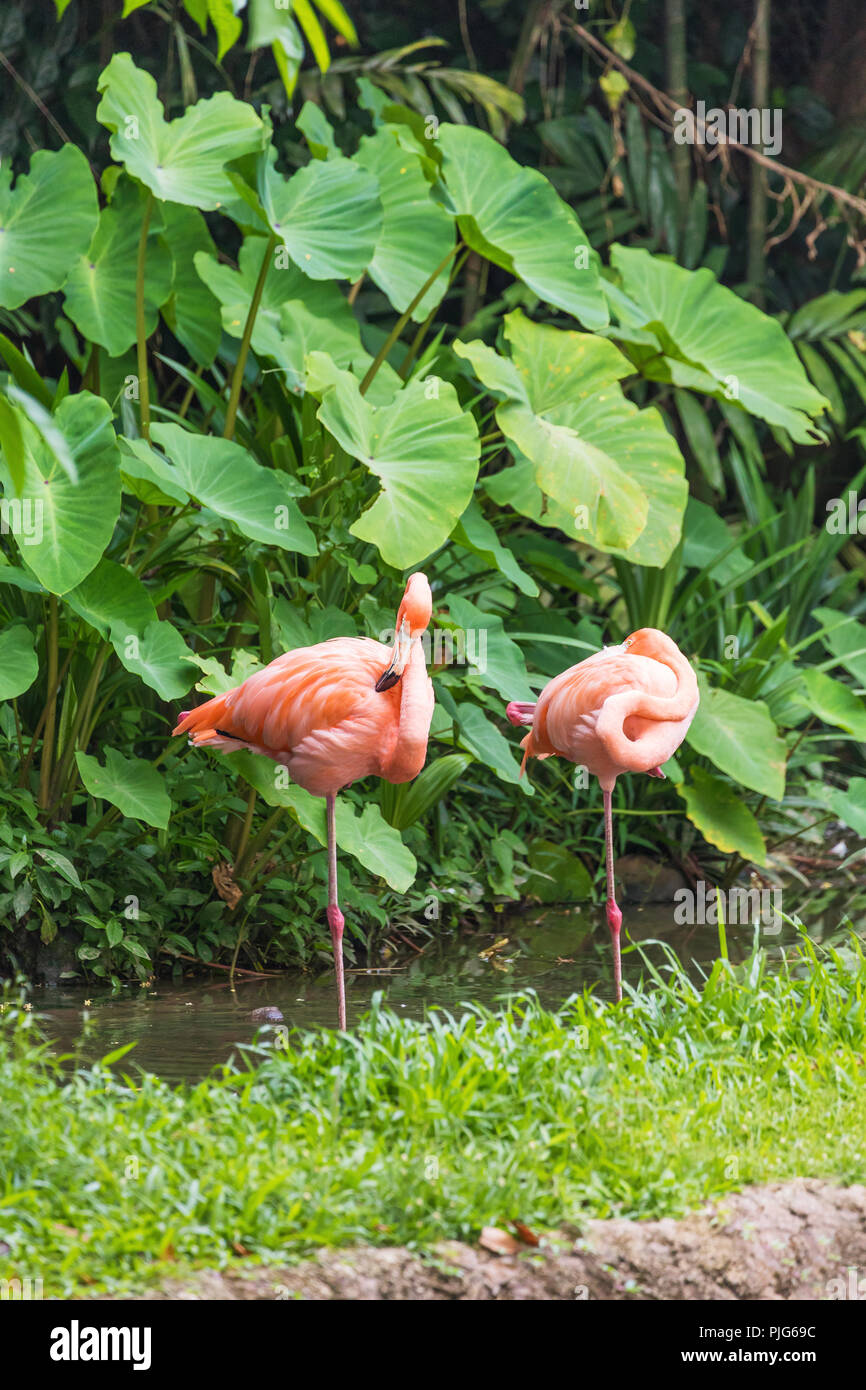 Pink flamingo standing hi-res stock photography and images - Alamy