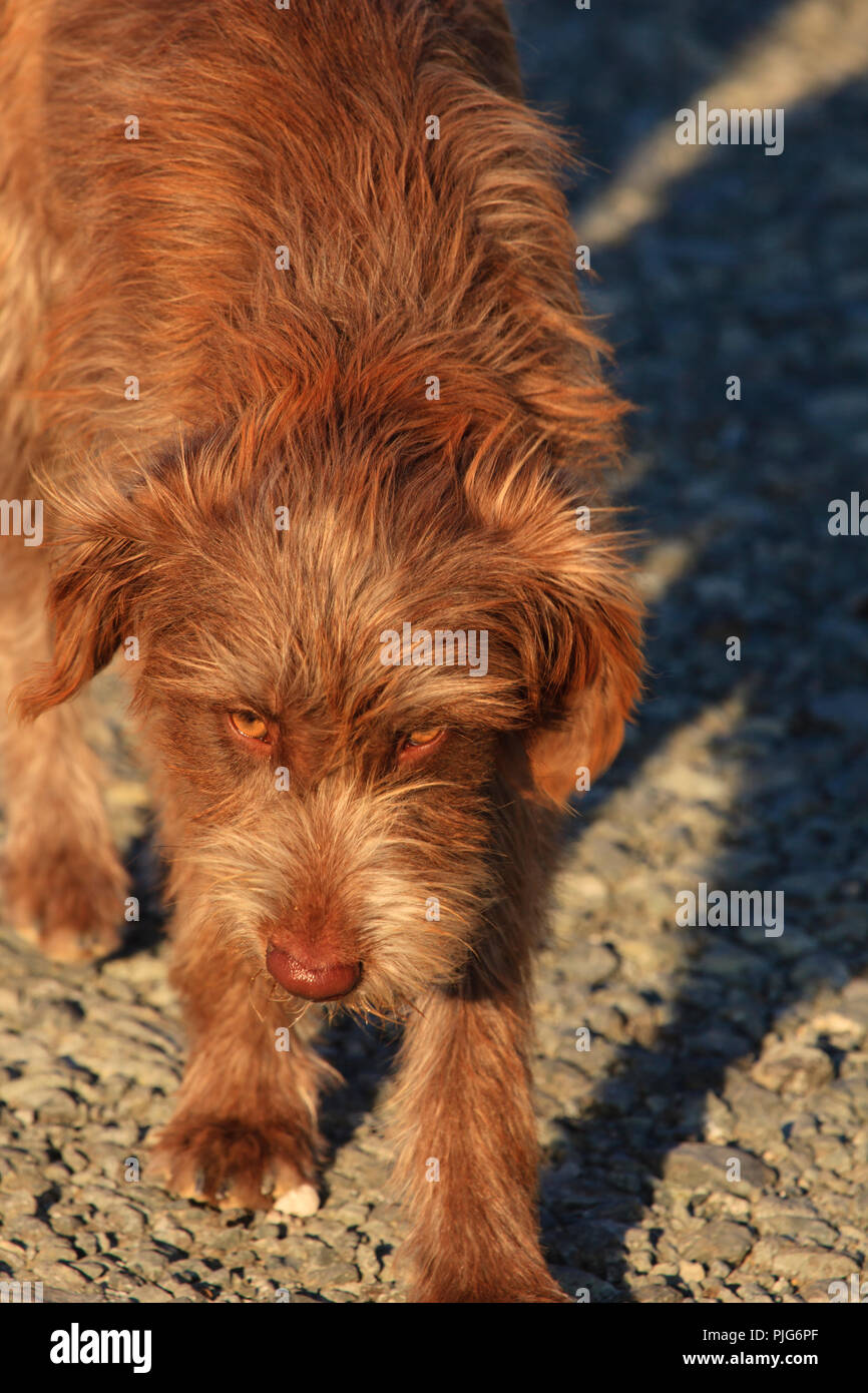 Scruffy hound hi-res stock photography and images - Alamy