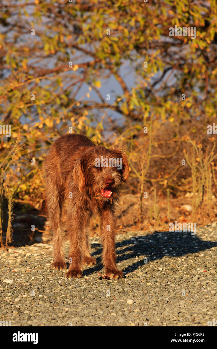 Scruffy Hound High Resolution Stock Photography and Images - Alamy