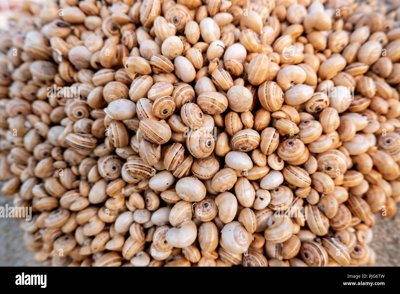A Group Of Snails High Resolution Stock Photography and Images - Alamy
