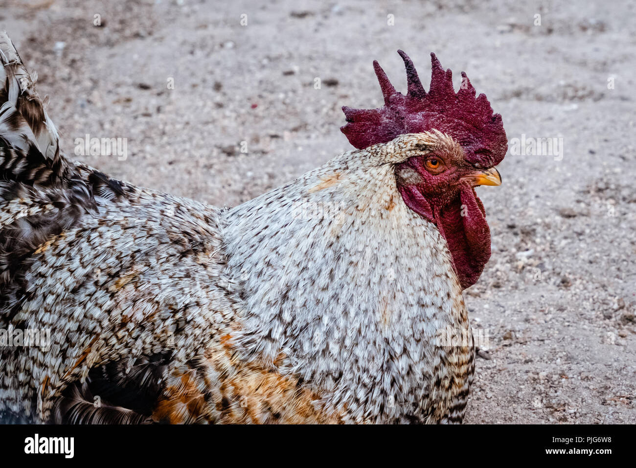 Headshot of a Rooster with piercing eyes color Stock Photo - Alamy
