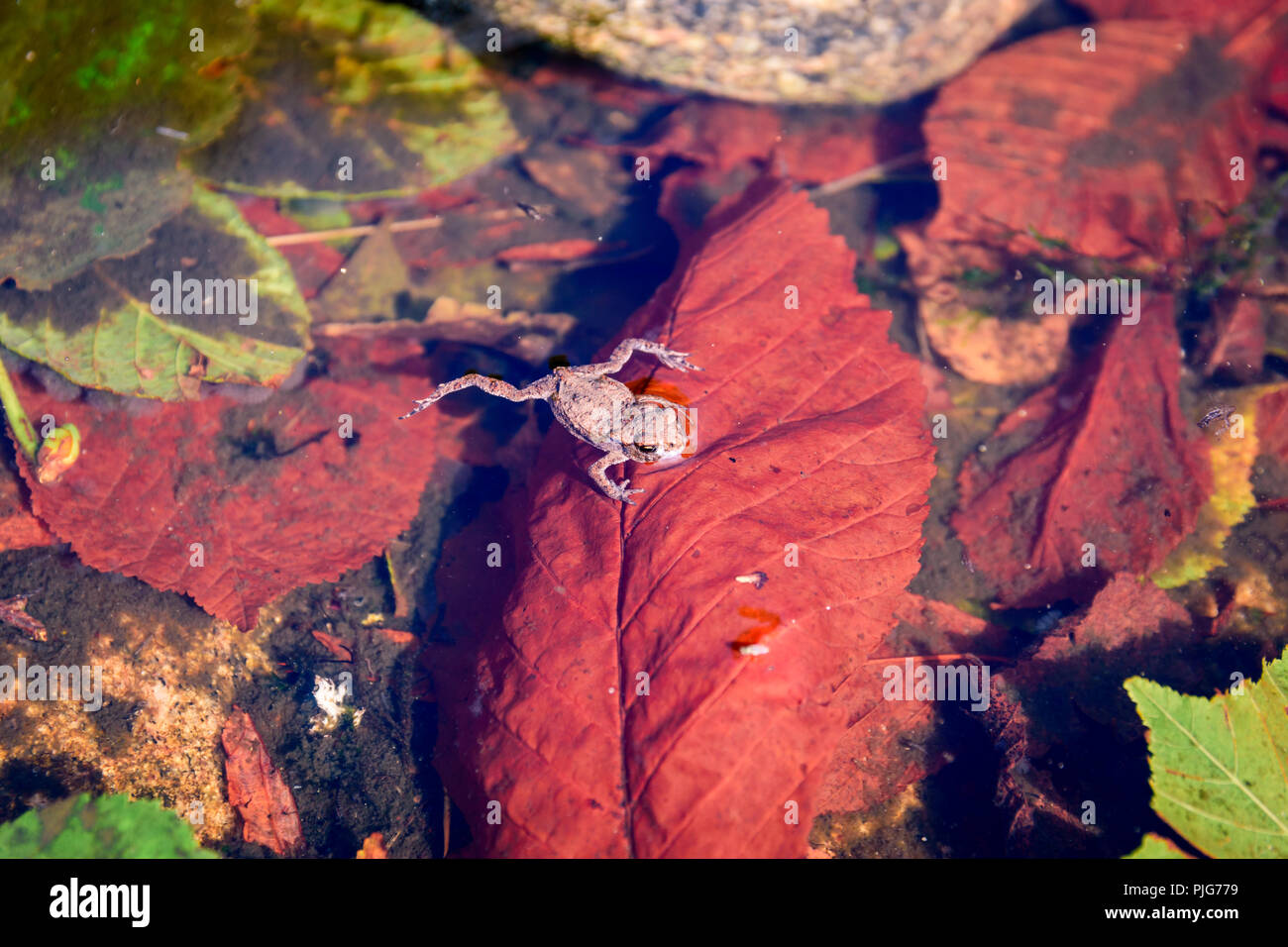 Froglet in water hi-res stock photography and images - Alamy