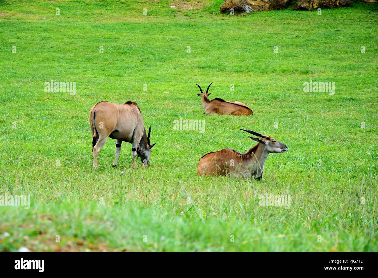 Antelope antelopes hi-res stock photography and images - Alamy