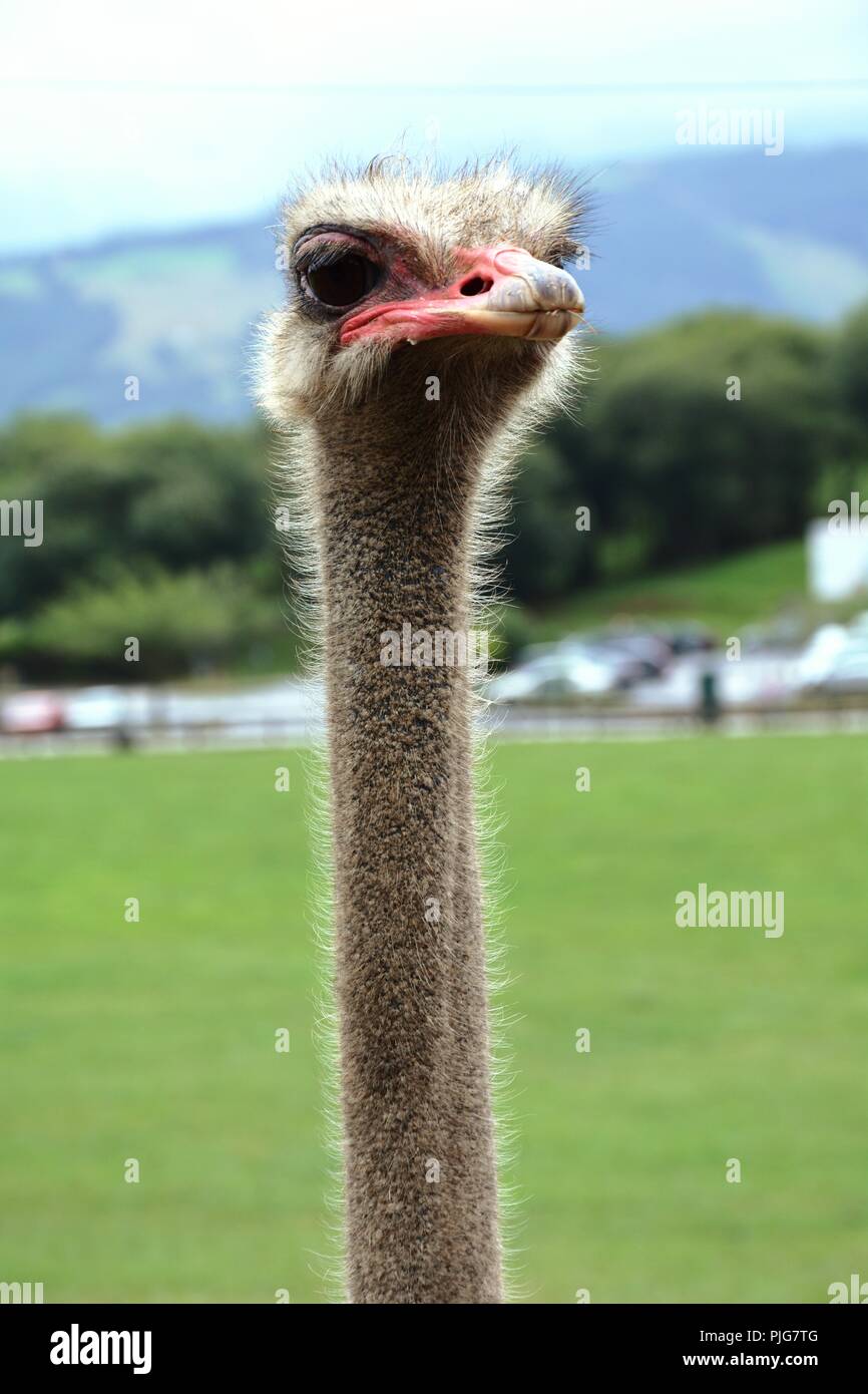 Ostrich ostrichs struthio camelus hi-res stock photography and images ...