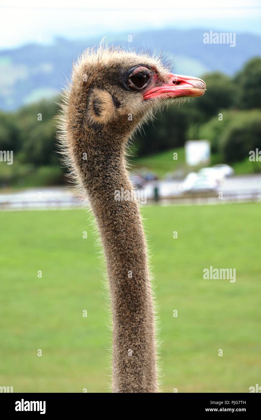 portrait of an ostrich Stock Photo - Alamy