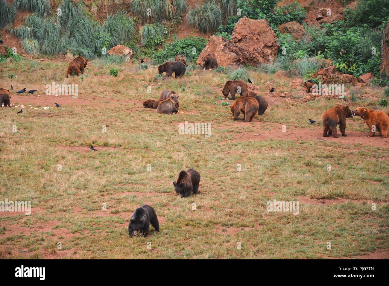 group of bears Stock Photo - Alamy