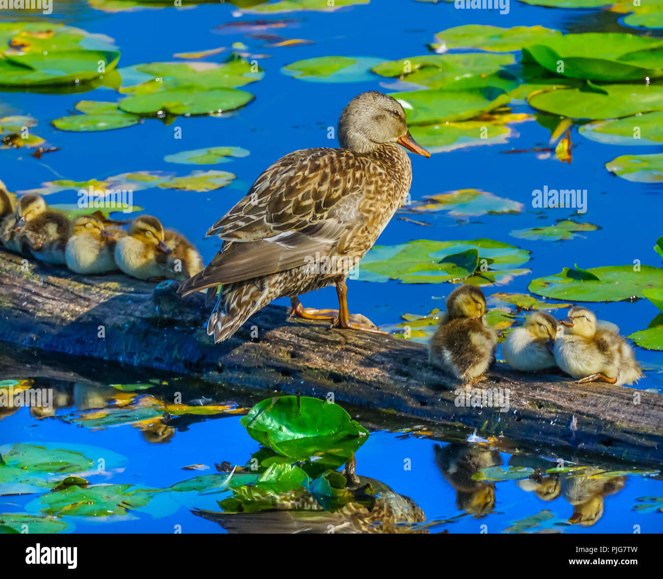 Mallard Duck Female Small Ducklings Baby Ducks Juanita Bay Park Lake ...