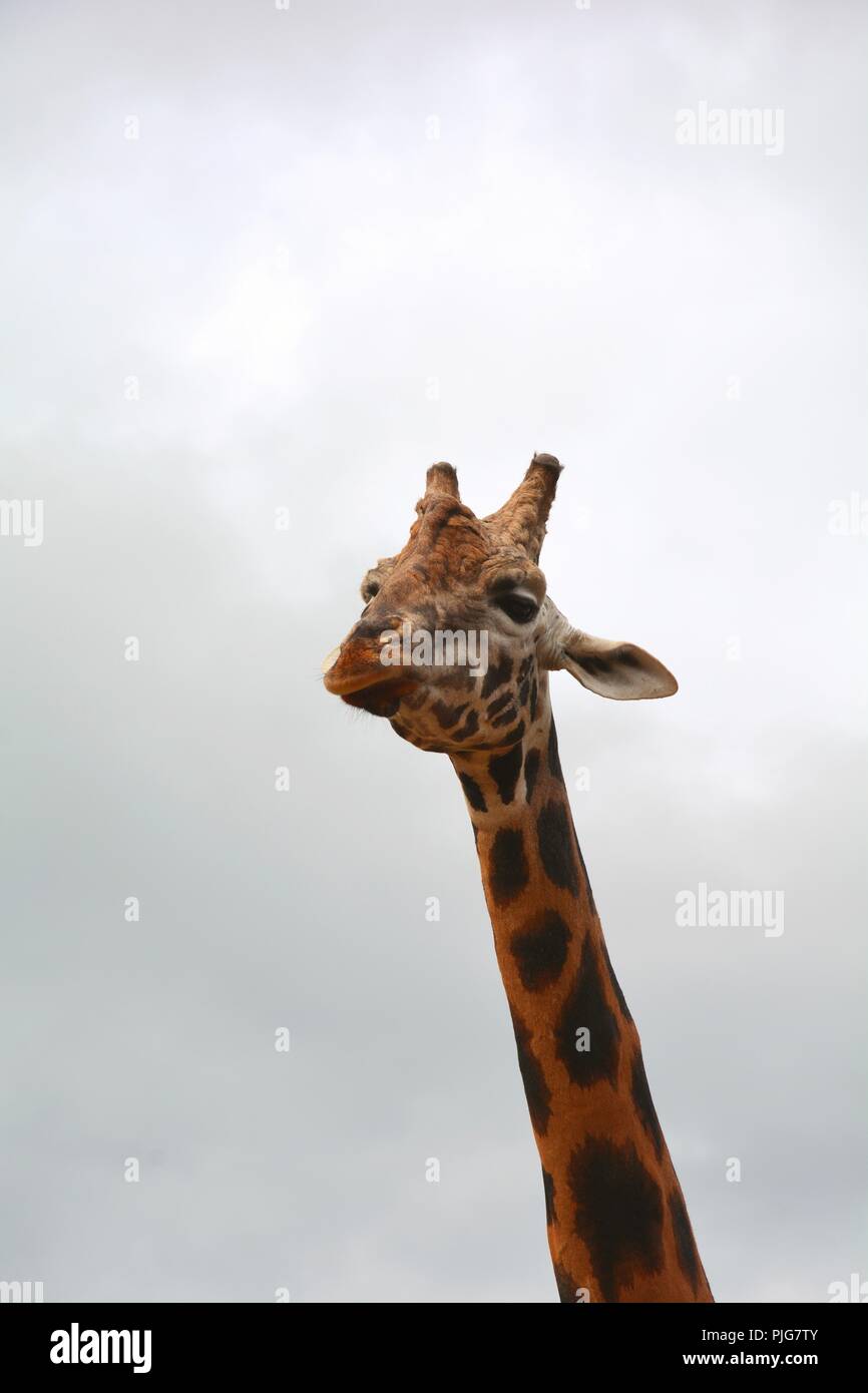 Head of a giraffe hi-res stock photography and images - Alamy