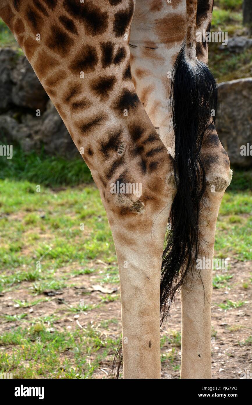Giraffe tail hi-res stock photography and images - Alamy