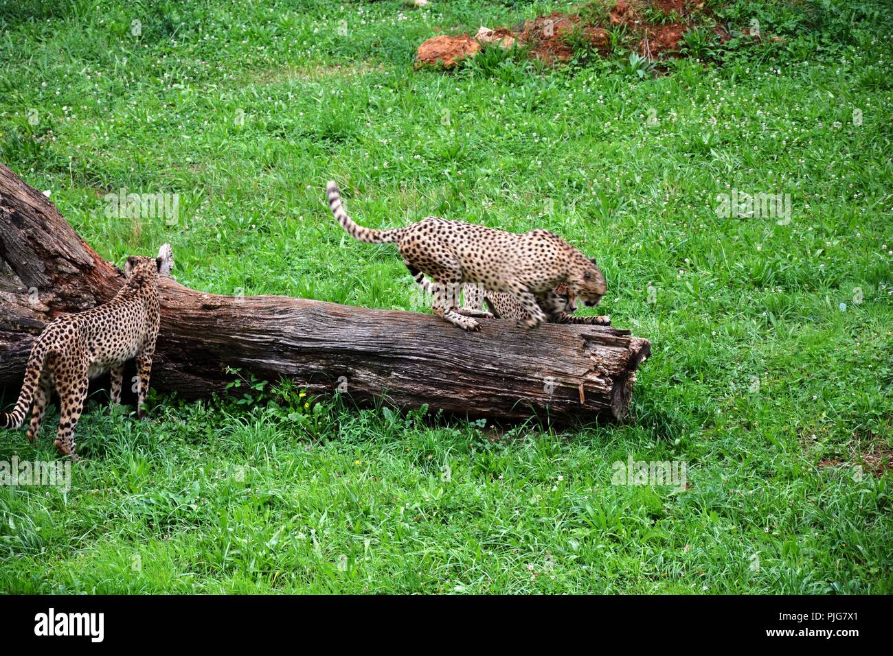 Cheetah and leopard hi-res stock photography and images - Alamy