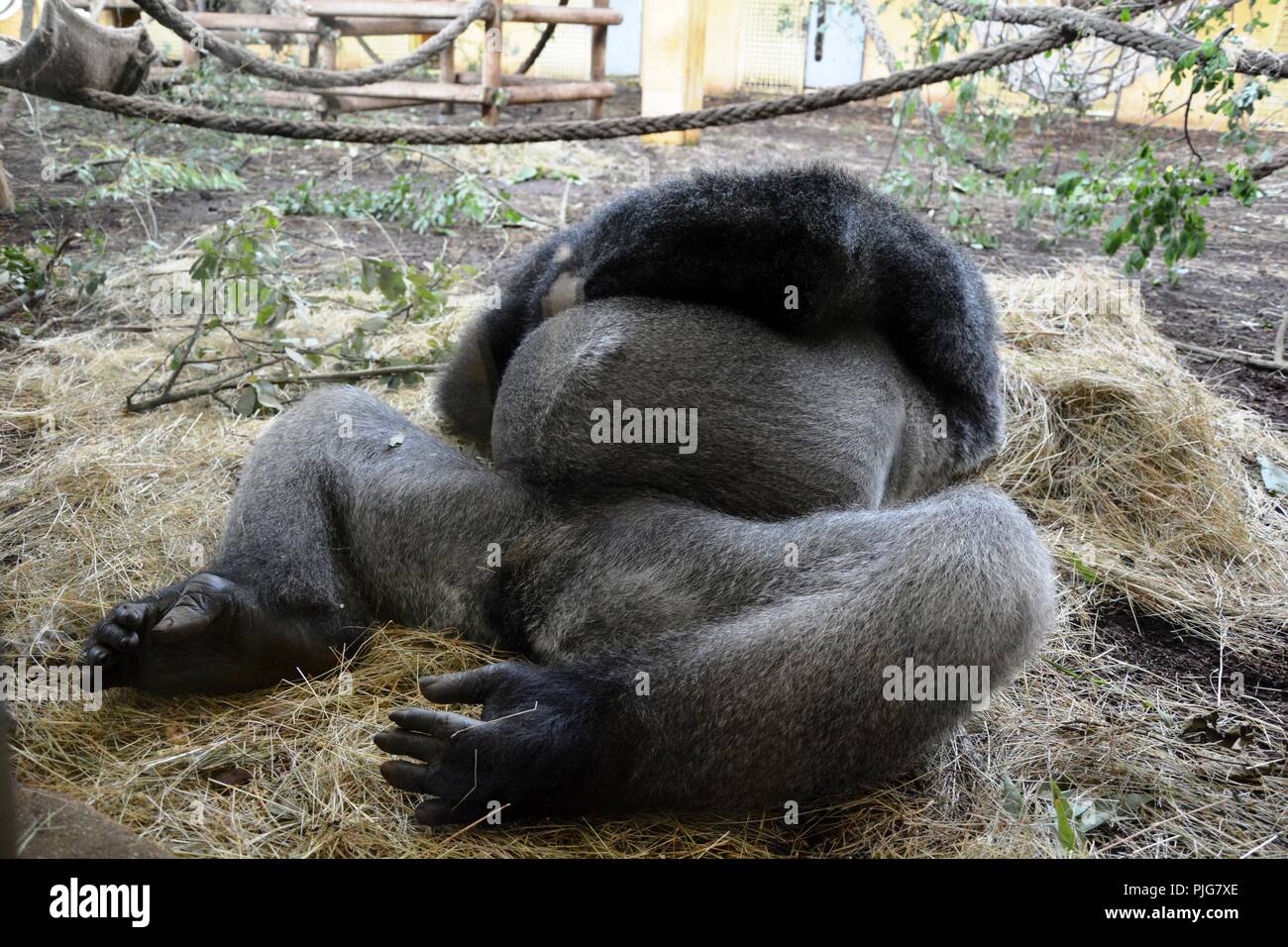 one body of the gorilla Stock Photo - Alamy