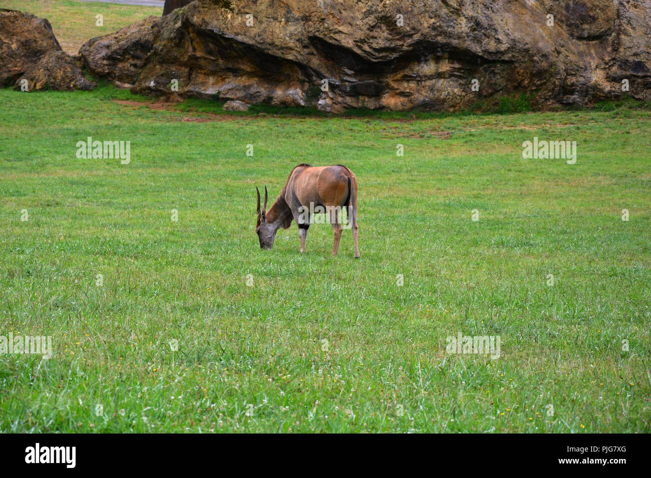 antelope eating grass Stock Photo - Alamy