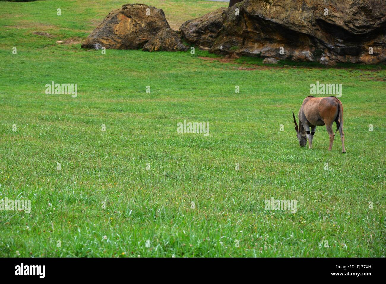 Antelope eating hi-res stock photography and images - Alamy