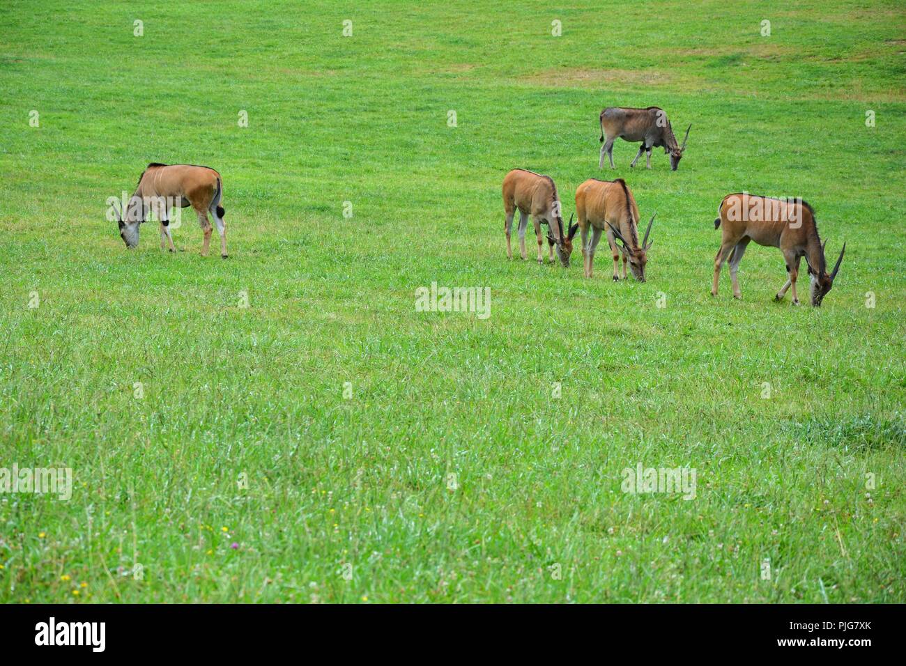 Antelope eating grass hi-res stock photography and images - Alamy