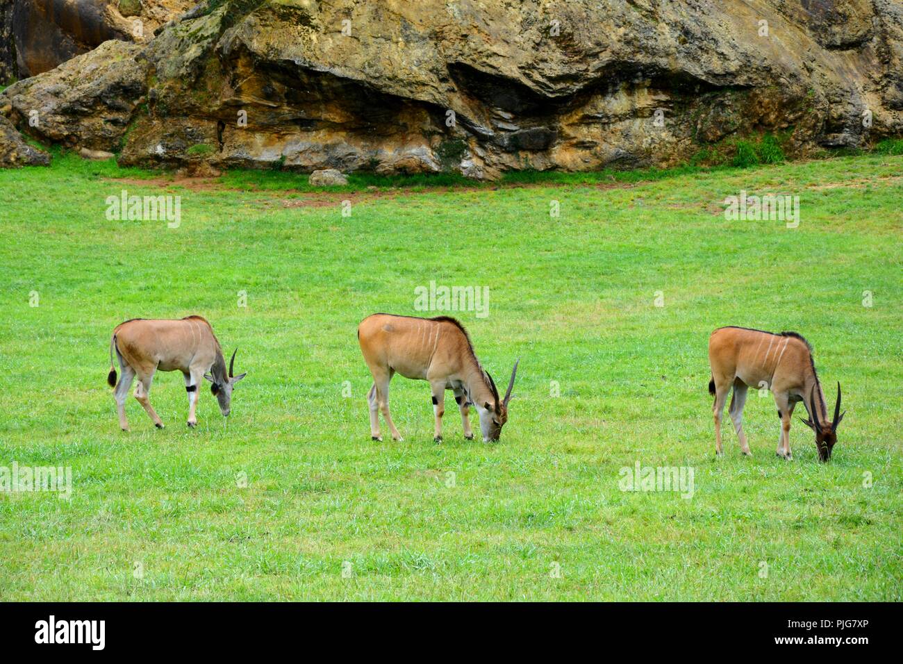antelope, antelopes eating grass Stock Photo - Alamy