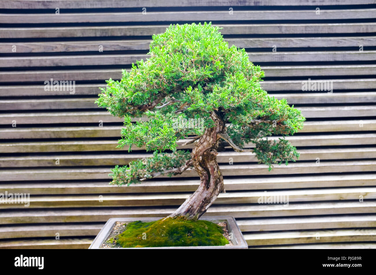 Bonsai and Penjing landscape with miniature evergreen tree in a tray ...