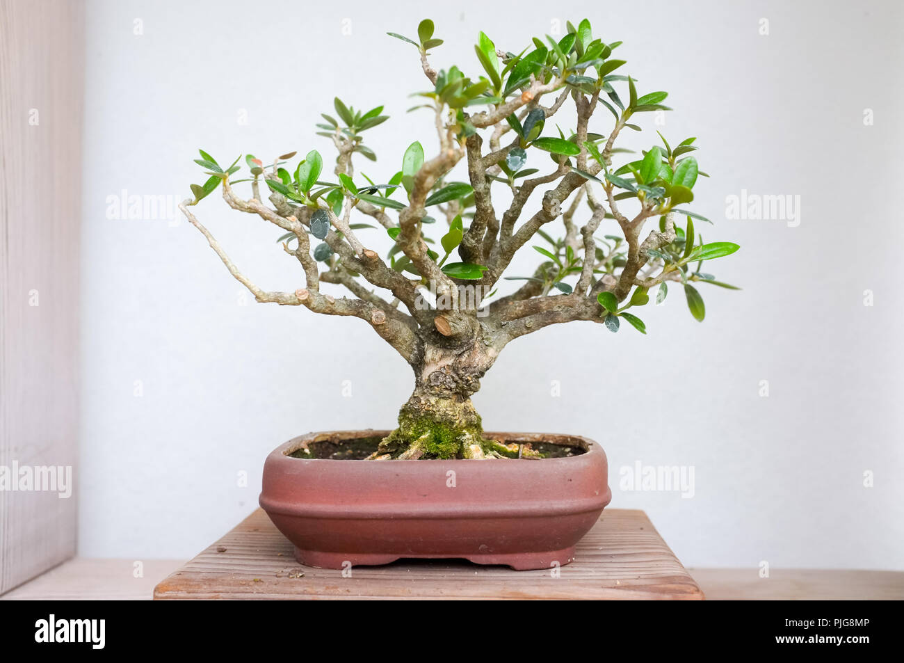 Bonsai and Penjing landscape with miniature evergreen tree in a tray ...
