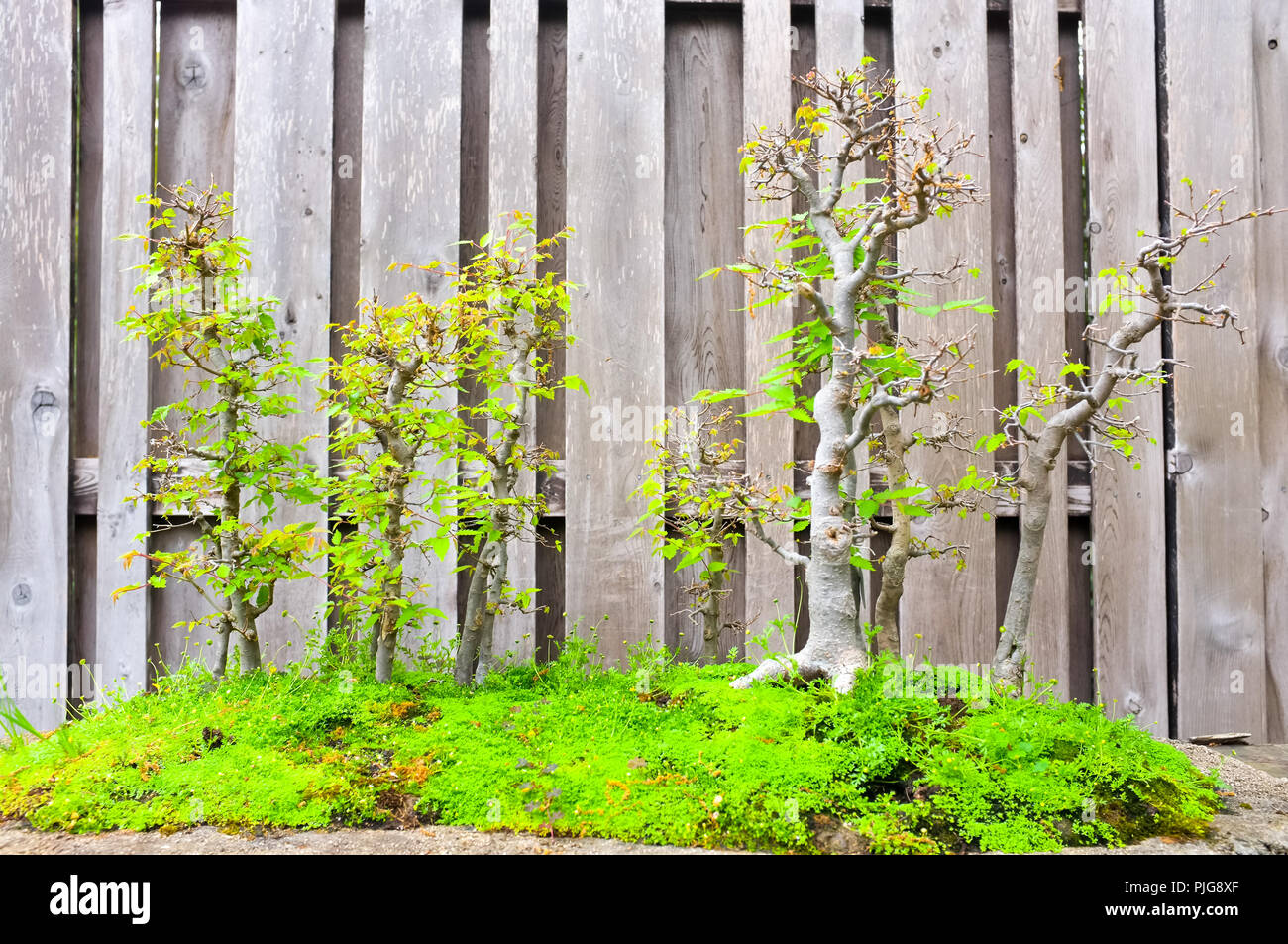Bonsai and Penjing landscape with miniature evergreen tree in a tray ...