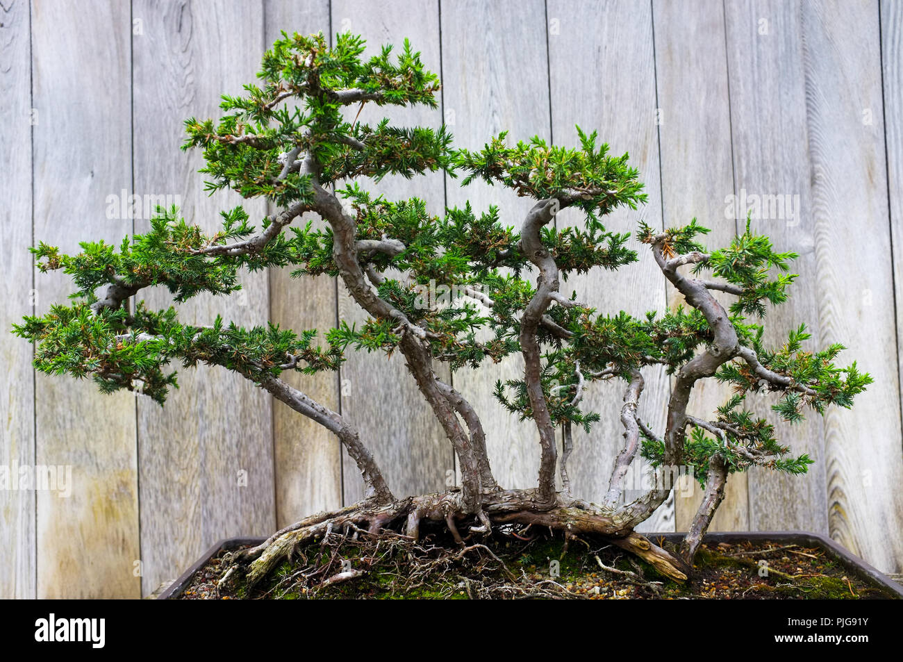 Bonsai and Penjing landscape with miniature evergreen tree in a tray ...