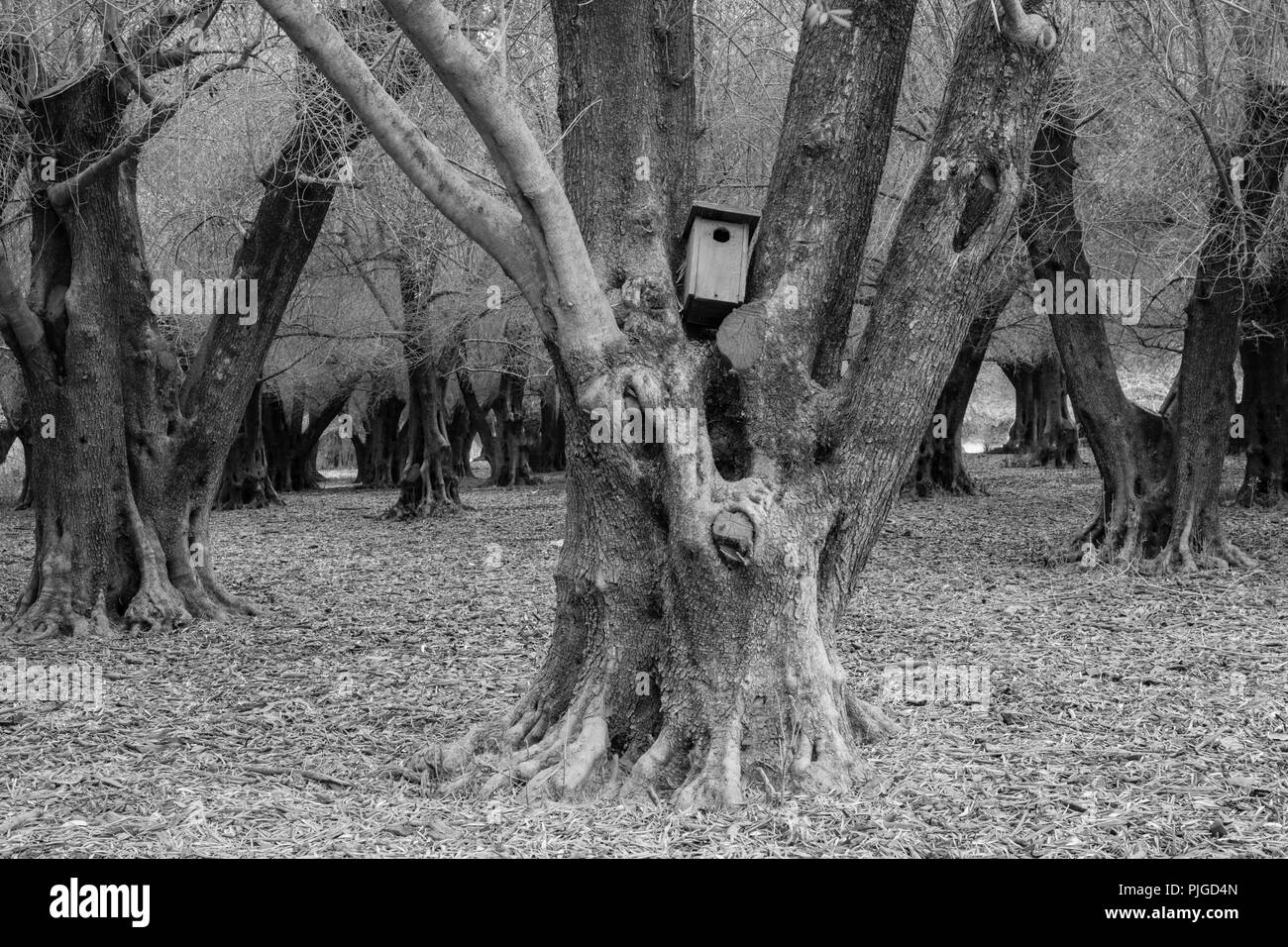 California tree trunk Black and White Stock Photos & Images - Alamy