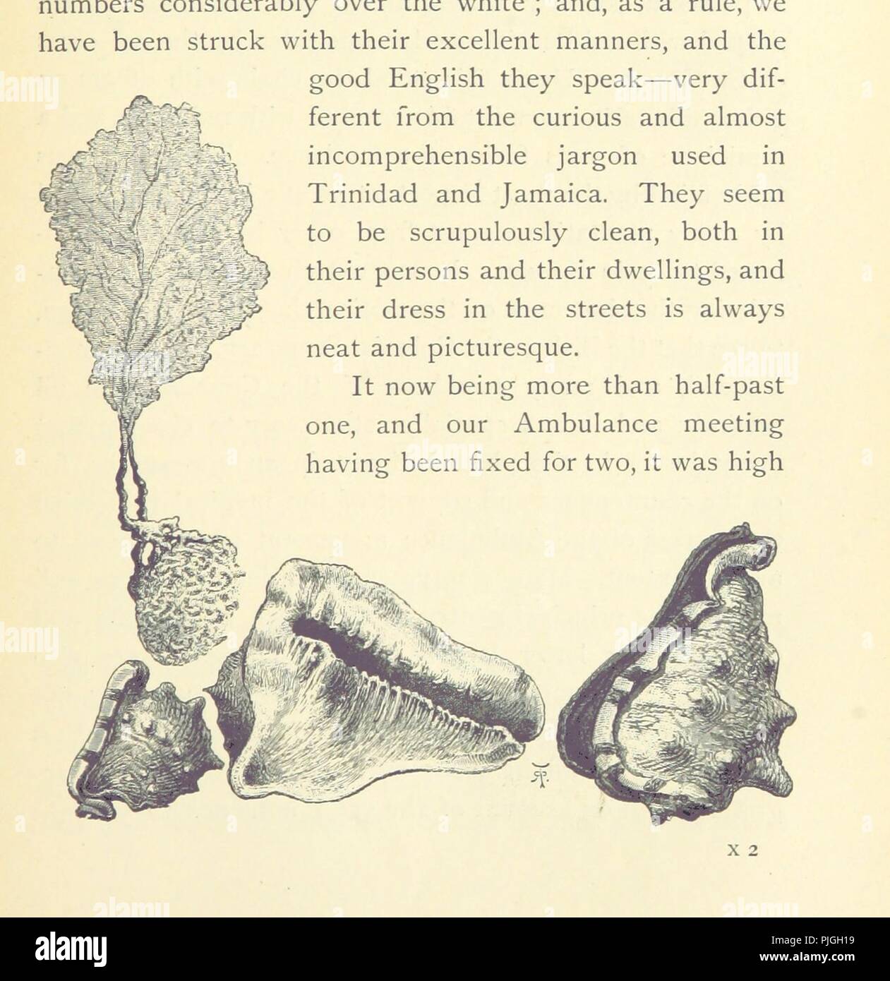 Image from page 329 of '[In the Trades, the Tropics, & the Roaring ...