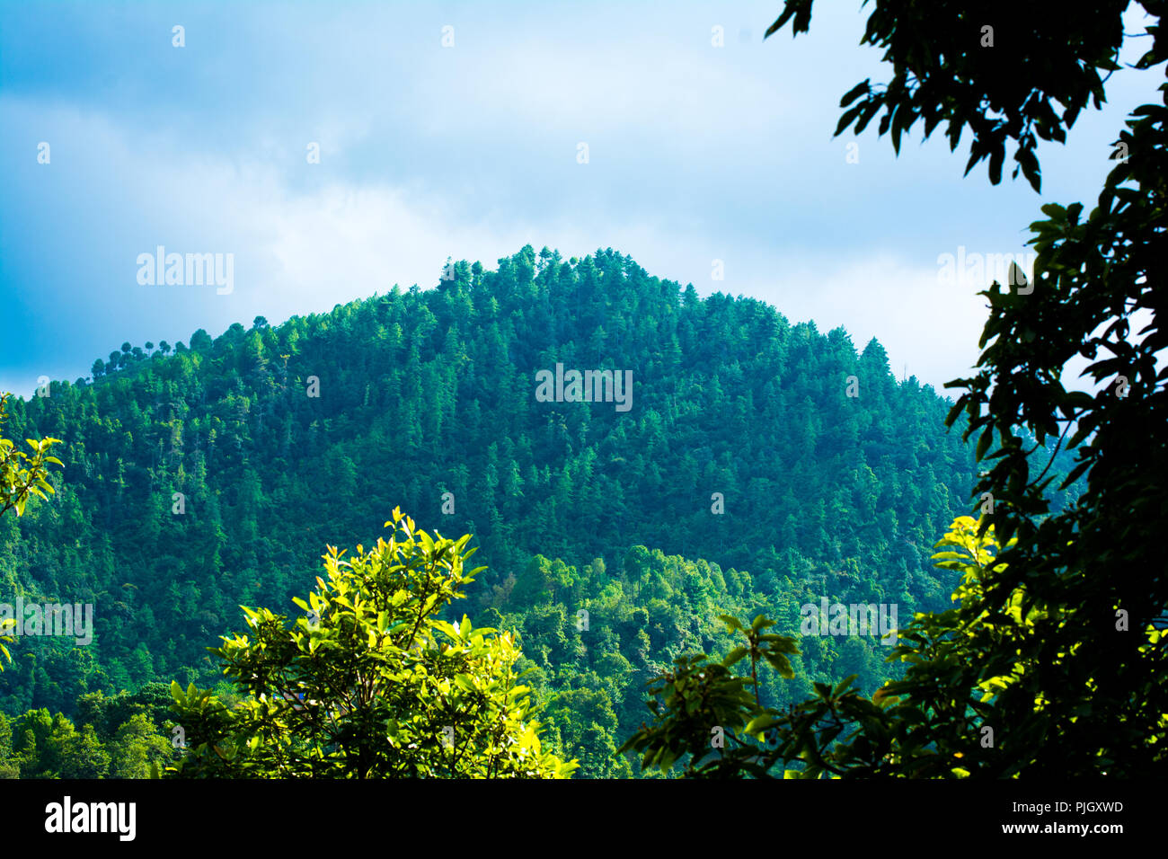 Forest Hill from Nepal Stock Photo - Alamy