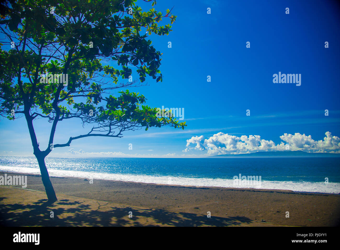 Palm Tree on the beach nearby the east side of the Bali island ...