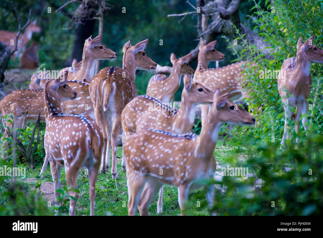 Group of Deer Stock Photo - Alamy