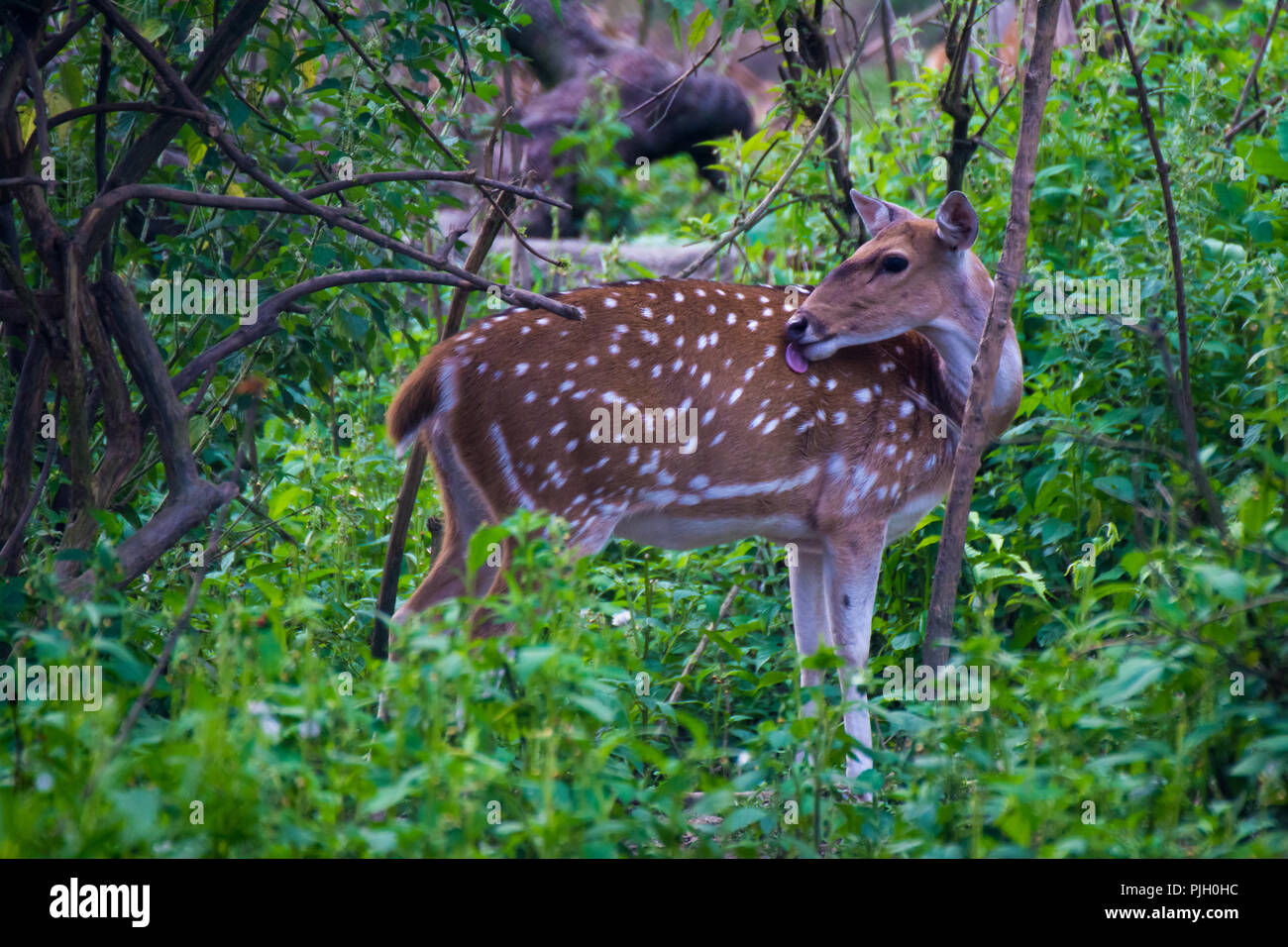 Single deer hi-res stock photography and images - Alamy