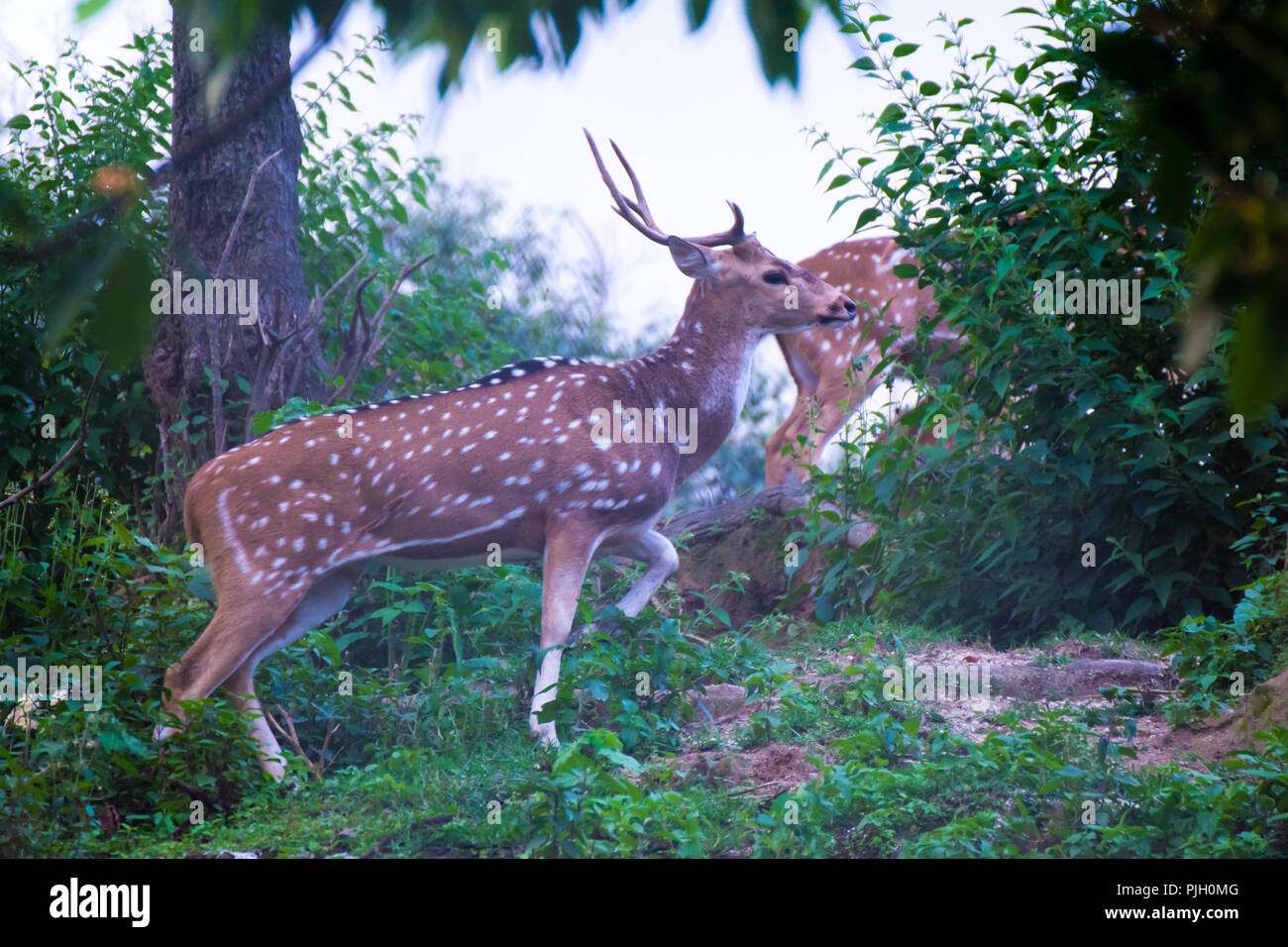 Deer of nepal hi-res stock photography and images - Alamy