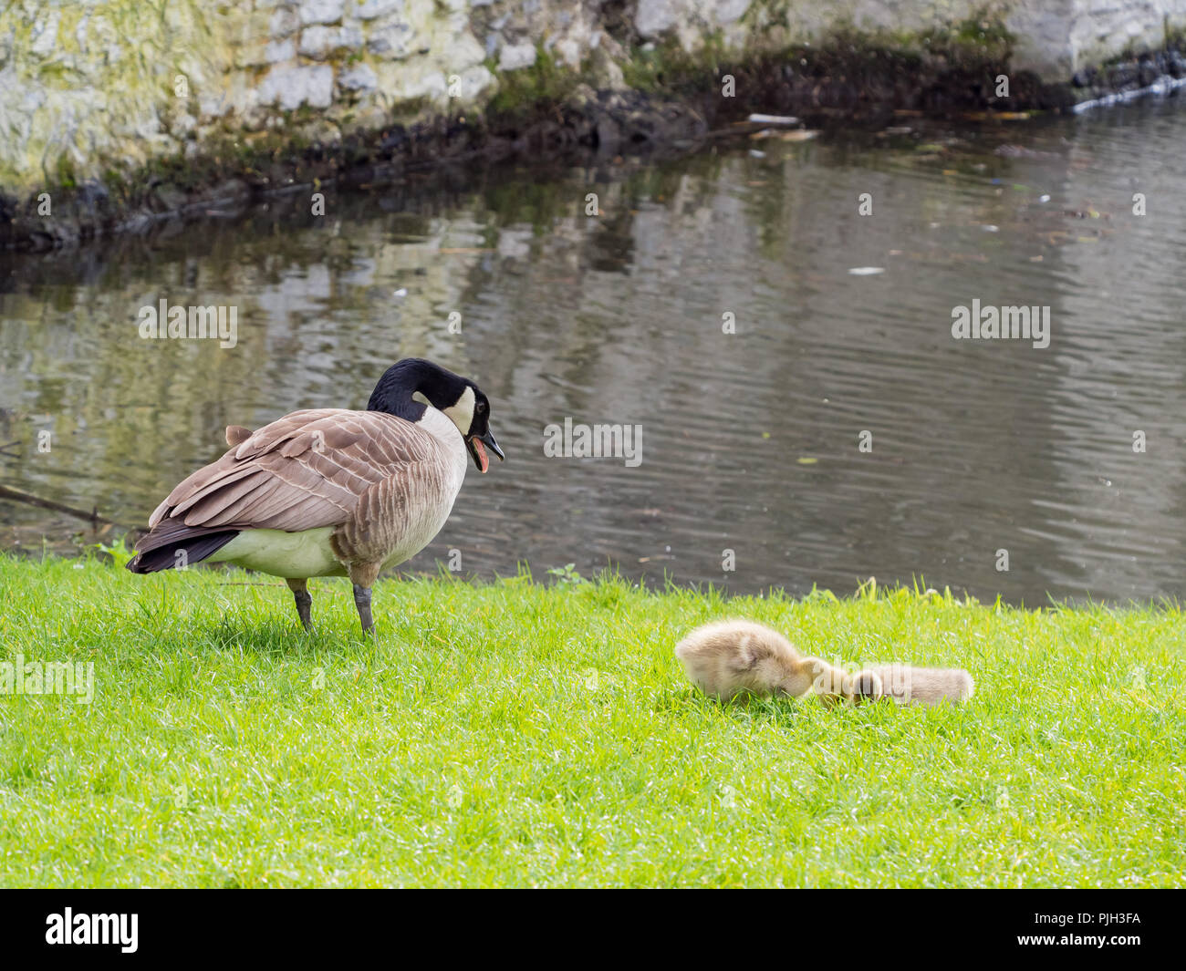 Belgium goose hi-res stock photography and images - Alamy