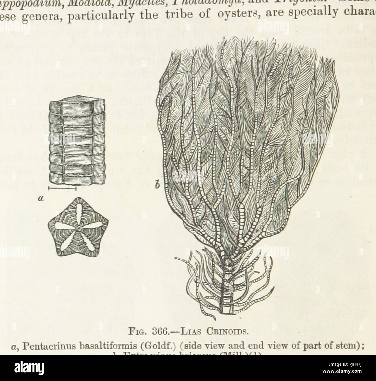 Image from page 794 of 'Text-Book of Geology' Stock Photo - Alamy