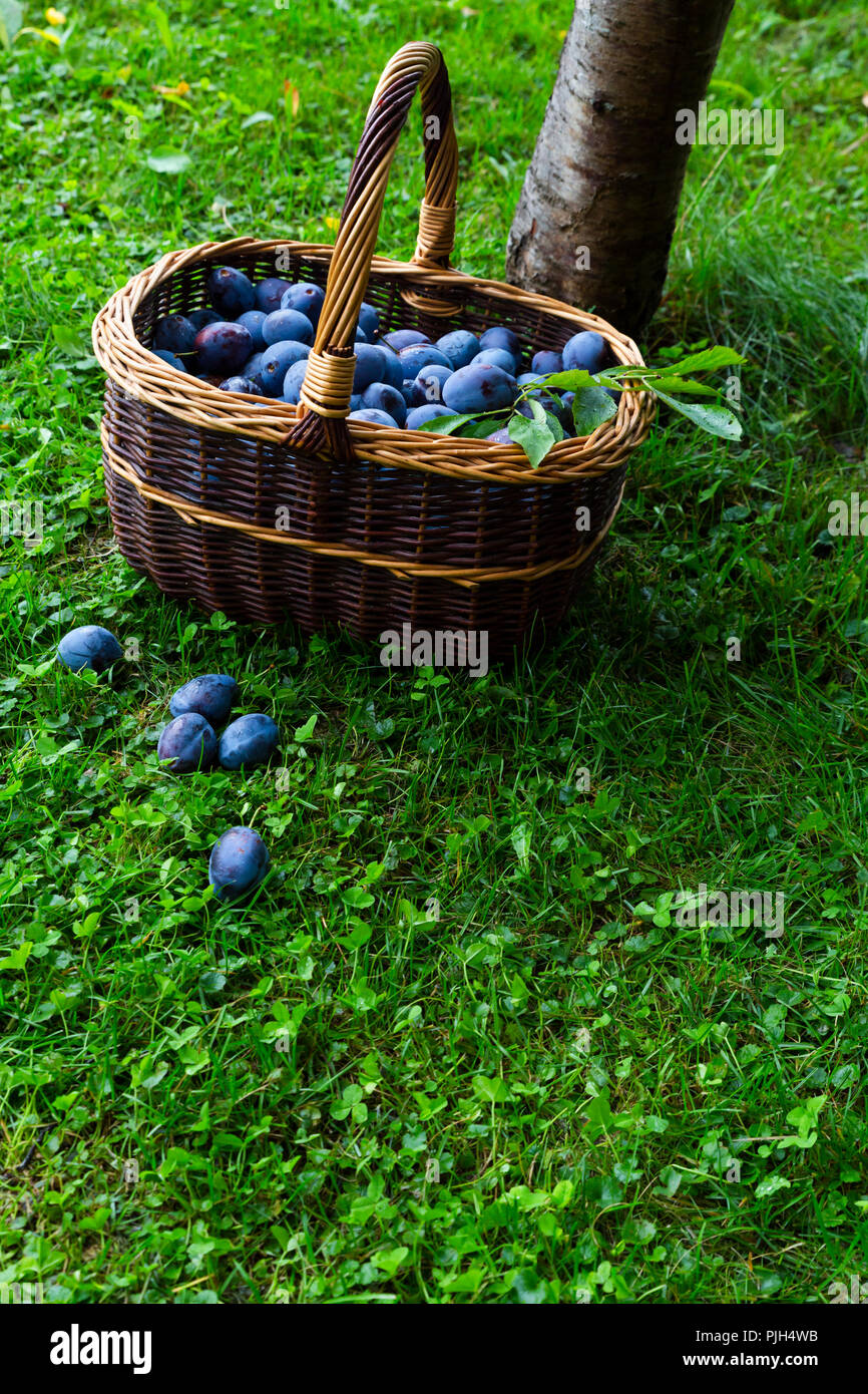 Plum tree trunk leaves hi-res stock photography and images - Alamy