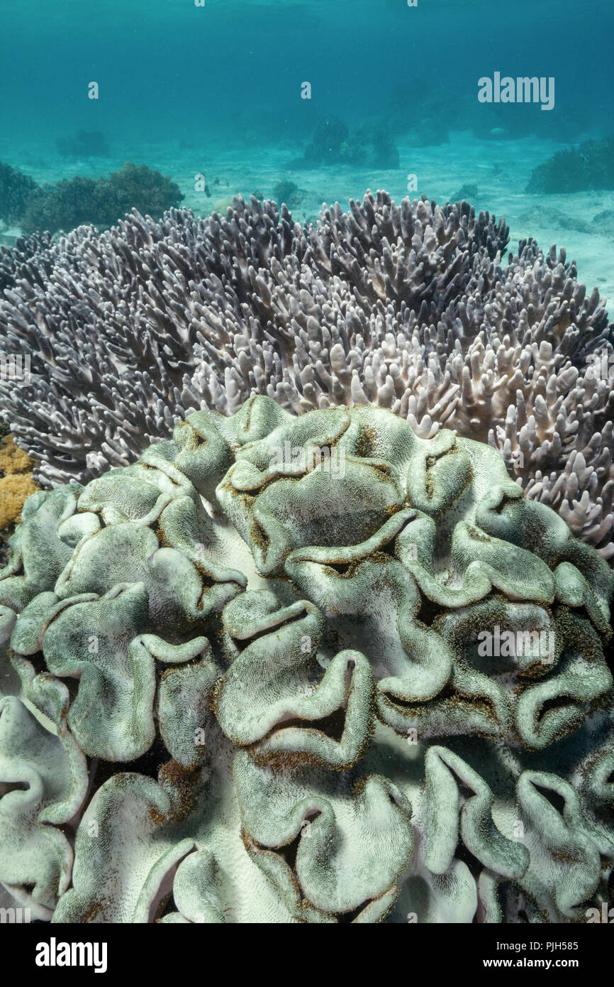 Types Of Hard Coral