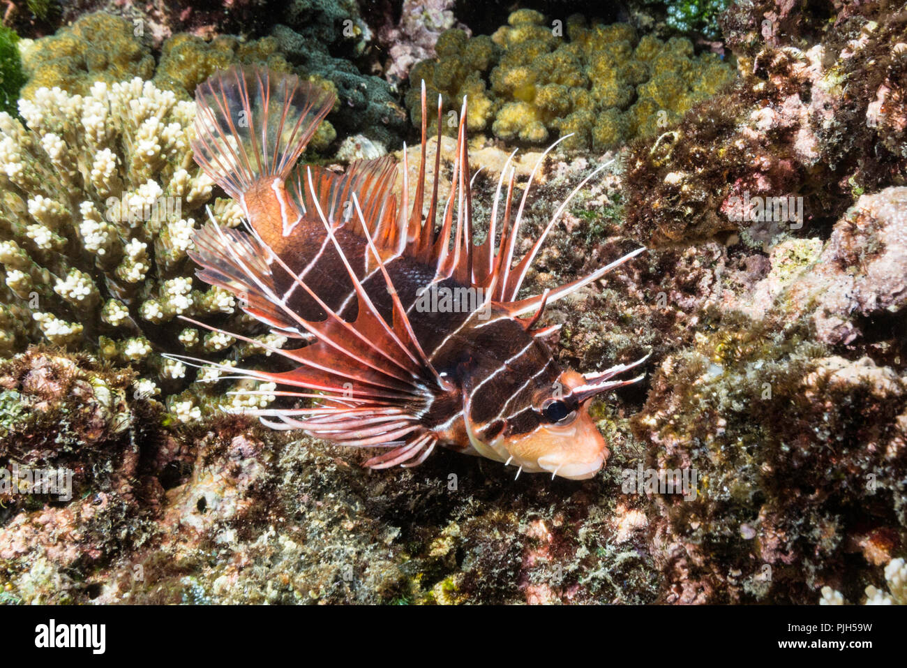 An adult clearfin lionfish, Pterois radiata, Tengah Kecil Island ...