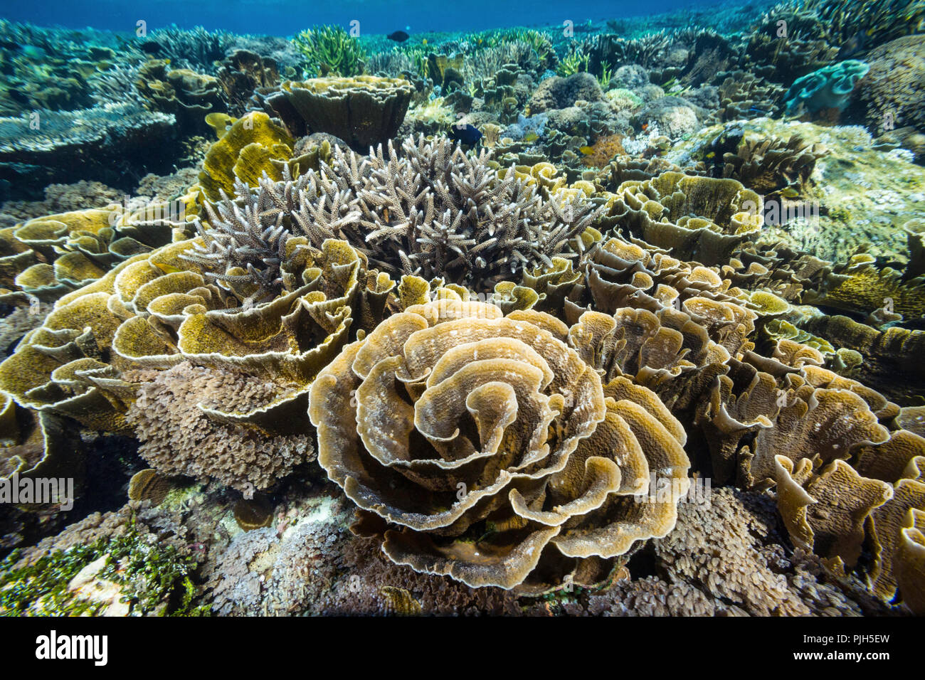Siaba island hi-res stock photography and images - Alamy