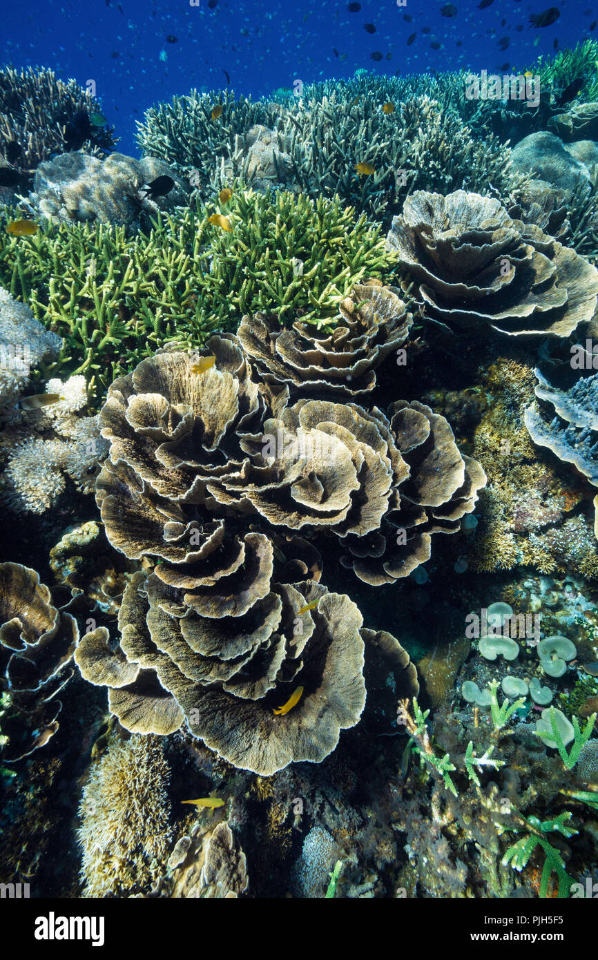 A profusion of hard and soft corals on Siaba Kecil Island, Komodo ...