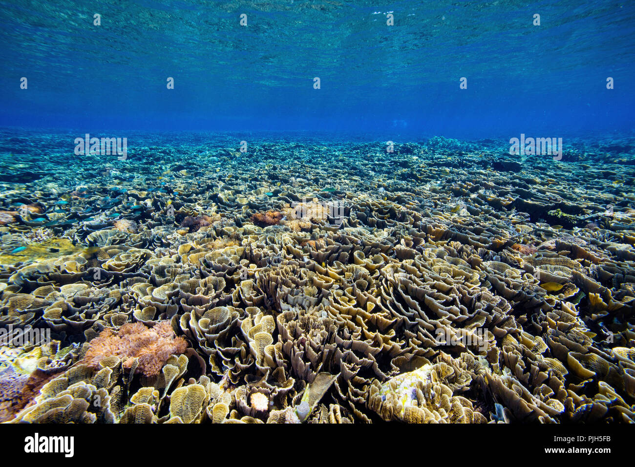 A profusion of hard and soft corals on Siaba Kecil Island, Komodo ...