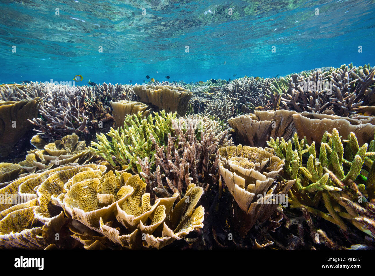 Siaba island hi-res stock photography and images - Alamy