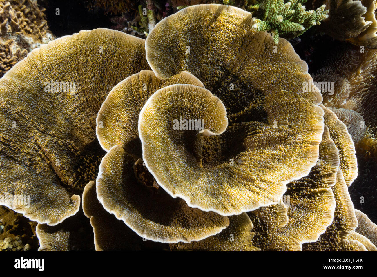 Spiral Indonesia Stock Photos & Spiral Indonesia Stock Images - Alamy