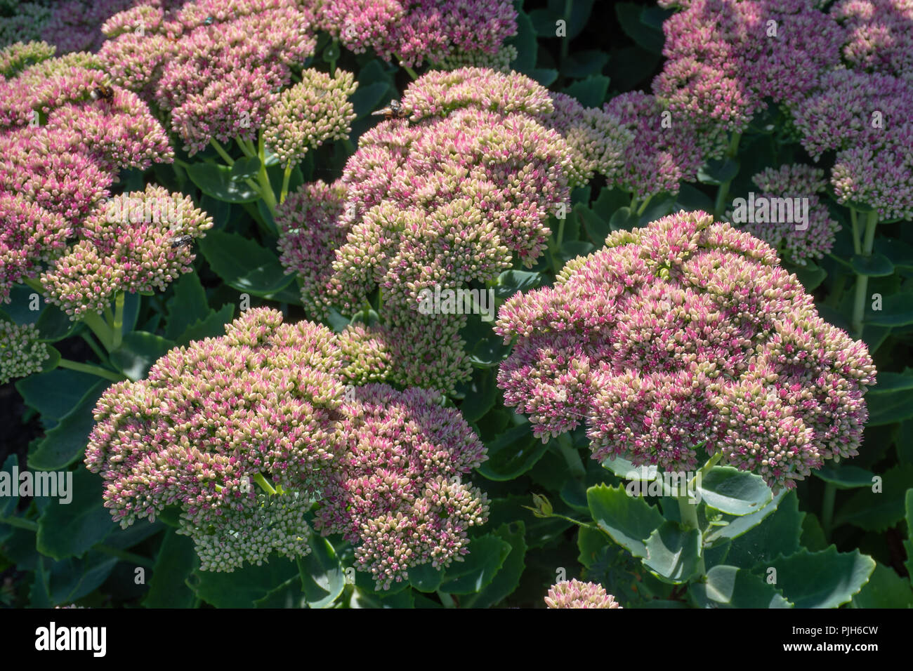 Purple sedum in close up Stock Photo - Alamy