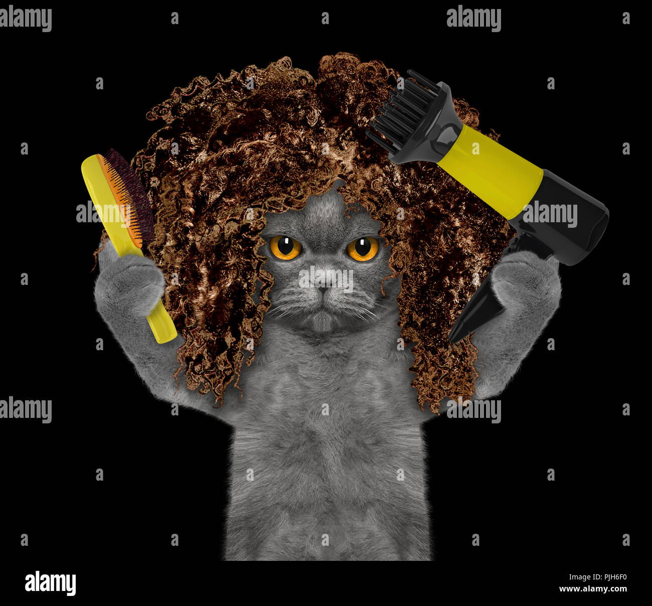 Cute cat in spa grooming salon. Isolated on black Stock Photo - Alamy