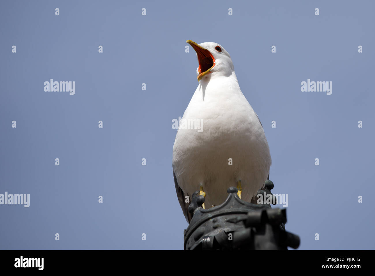 Crying seagull sitting on a fence against blue sky Stock Photo - Alamy