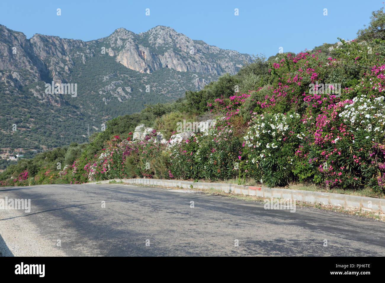 Nerium oleander thickets along a road in Turkey Stock Photo - Alamy