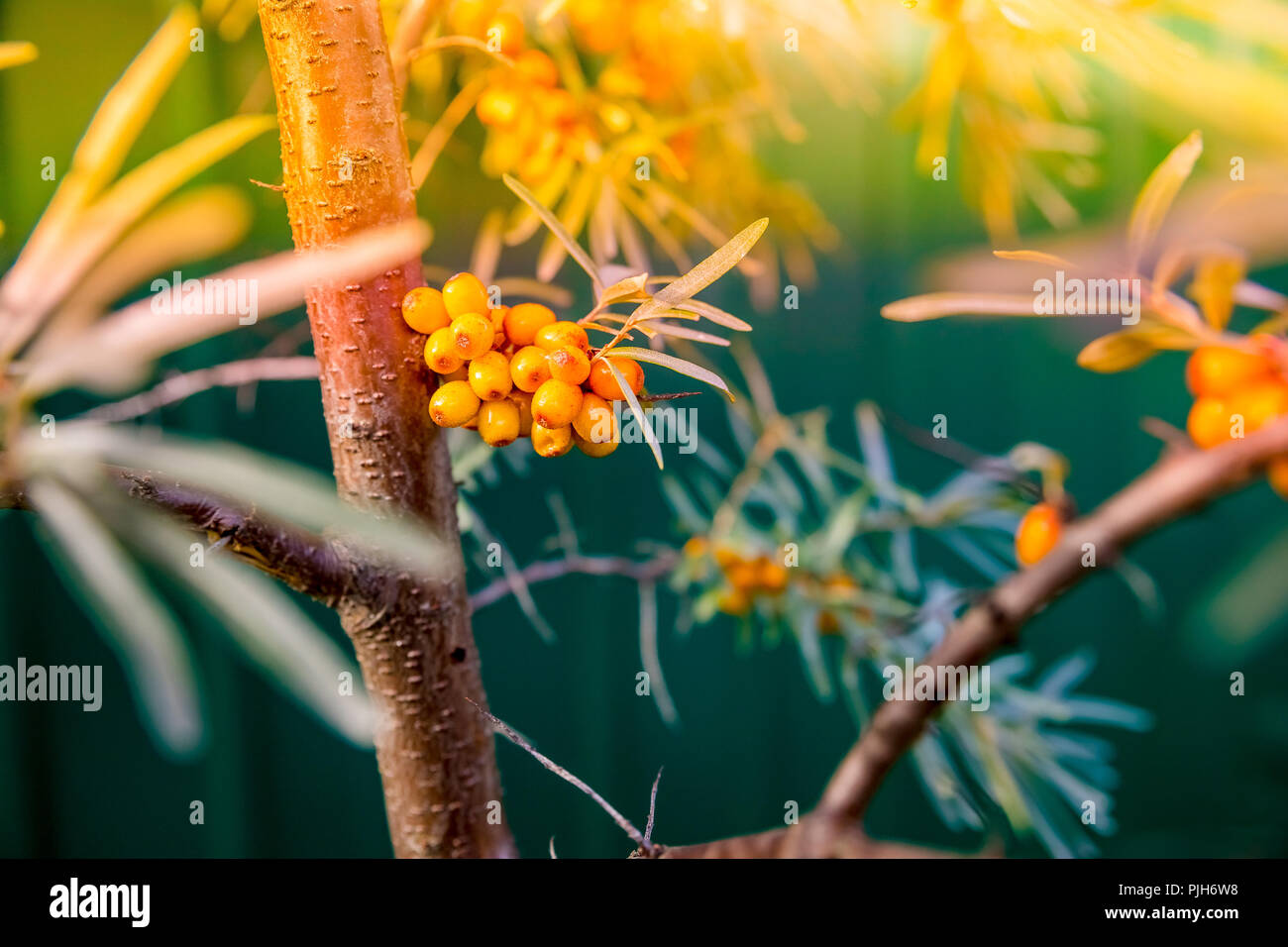 Sea buckthorn bush with yellow berries ,Hippophae rhamnoides, Sandthorn ...