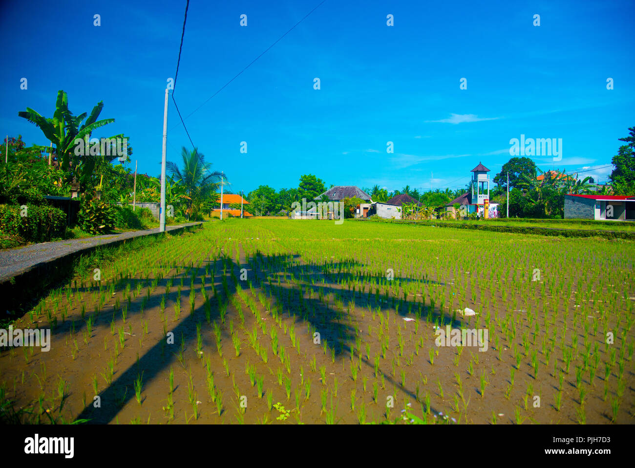 Rice field in Bali, Indonesia. Bali is an Indonesian island and known ...