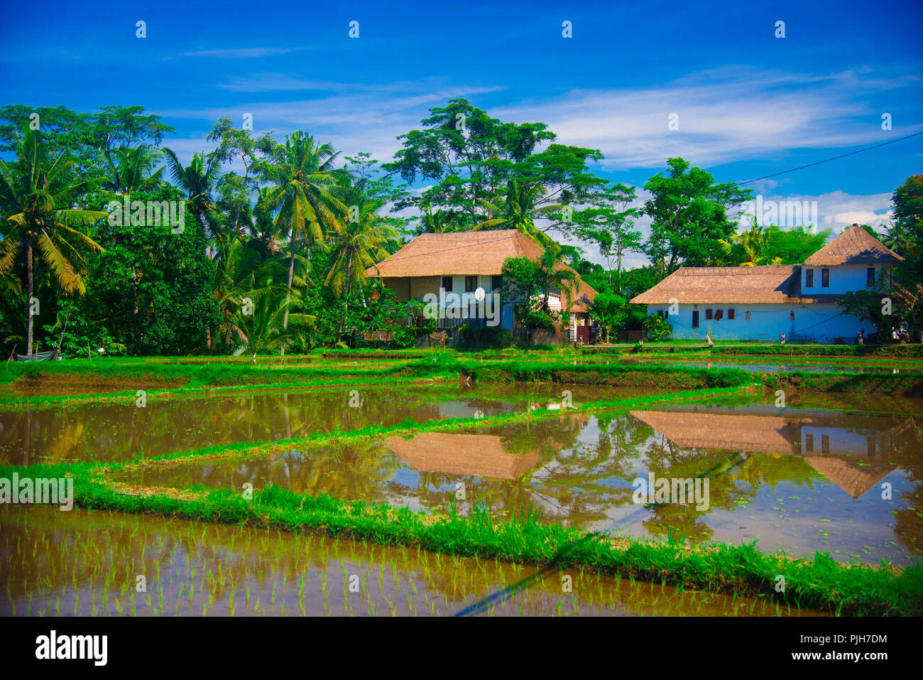 Rice field in Bali, Indonesia. Bali is an Indonesian island and known ...