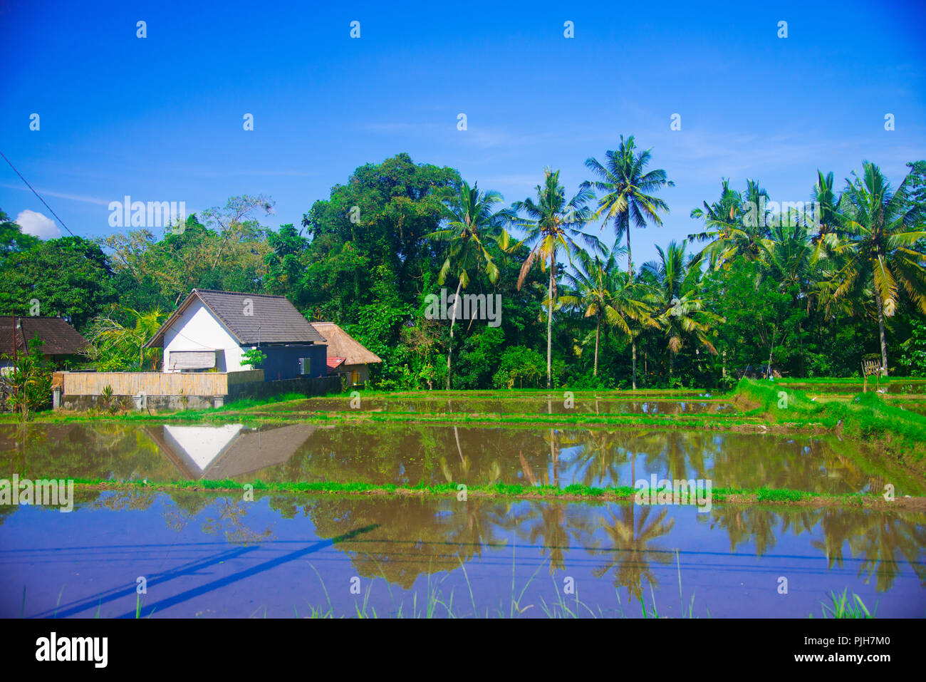 Rice field in Bali, Indonesia. Bali is an Indonesian island and known ...